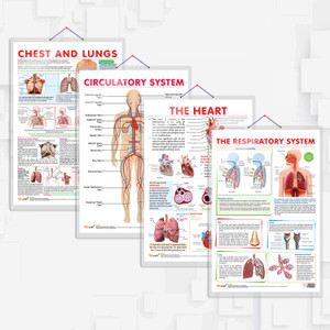 THE RESPIRATORY SYSTEM chart , THE HEART chart ,CIRCULATORY SYSTEM ...