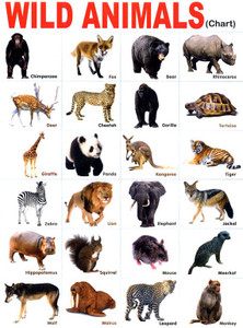 Poster Kids Child Wild Animals School Chart sl-9861 (Large Poster ...