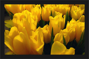 Flower Scenery Nature Poster with A4 Size Frame F-315 Paper Print ...