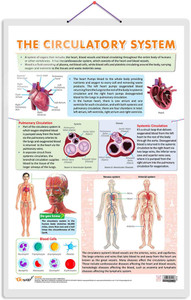 CIRCULATORY SYSTEM CHART | Journey through the Circulatory System ...