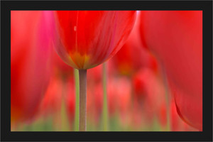 Flower Scenery Nature Poster with A4 Size Frame F-250 Paper Print ...