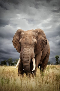 Elephant Poster for Room Wall Decoration, Size - 12 X 18 inches || EB ...