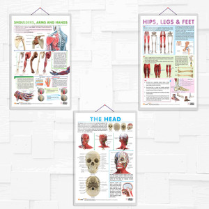 SHOULDER, ARMS AND HANDS chart, HIPS, LEGS AND FEET chart and THE HEAD ...