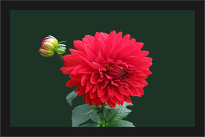 Flower Scenery Nature Poster with A4 Size Frame F-224 Paper Print ...