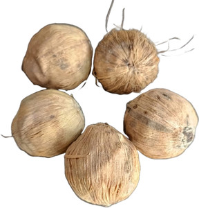 LUXMIRAMNA Laghu Nariyal, Mahalakshmi Small Coconut for Luxmi / Diwali ...