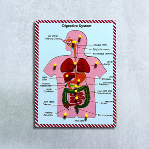 Malhad Human Body Digestive System Puzzle Pictures Learning ...