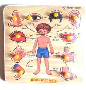 LITTLE ANGEL TOYS Human Body Parts Wooden Puzzle Board with Knobs ...