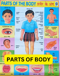 "Explore The Human Body: An Interactive And Educational Parts Of The ...