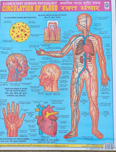 "Discover The Essentials Of Human Physiology: The Circulation Of Blood ...