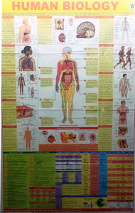 A Wall Chart Of Human Biology Common For All Biology Students(9,10,11 ...