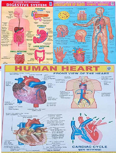 Discovering Human Physiology: Heart, Digestive System, Circulation Of ...