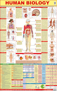 All in one Human Biology Chart | Laminated | Useful in School ...