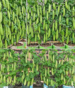 bitter gourd seed Maa anandaya moi nursury Ultrasonic Rodent Repellant ...