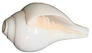 TAUFA PUJA SHANKH 10 CM( VISHNU SHANKH) Blowing, Decorative Shankh ...