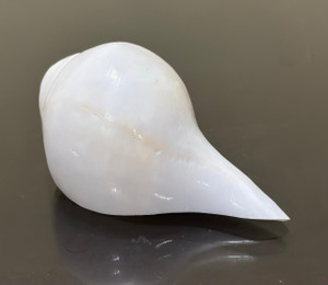 Chkoteravatiya original White shankh, Sacred Shankh for conch shell, 5 ...
