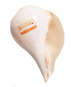 Mayapuri Natural White Blowing Conch Shell/Sound Making Shankha for ...