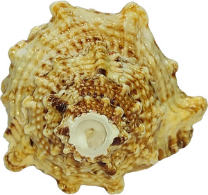 Nepalirudraksha Laxmi Blowable Conch Original | by Nepali Rudraksha ...