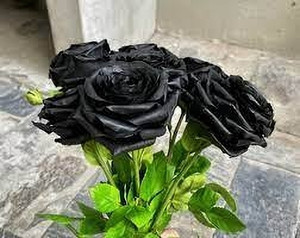 jayanta halder Rose Plant Price in India - Buy jayanta halder Rose ...