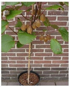 My Dream Nursery Kiwi Plant Price in India - Buy My Dream Nursery Kiwi ...