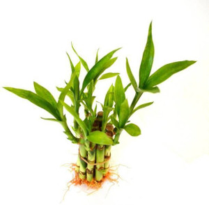PetalPath Two Layer Bamboo Plant Price in India - Buy PetalPath Two ...