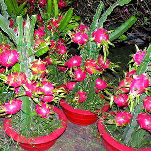 GreenyOn Dragon Tree Price in India - Buy GreenyOn Dragon Tree online ...