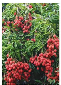 KUMUBON Litchi Plant Price in India - Buy KUMUBON Litchi Plant online ...