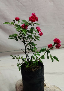 BloomShadow Rose Plant Price in India - Buy BloomShadow Rose Plant ...