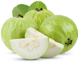Bala plant creation Guava Plant Price in India - Buy Bala plant ...