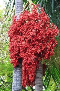 PetalPath Betel Nut/Supari Plant Price in India - Buy PetalPath Betel ...