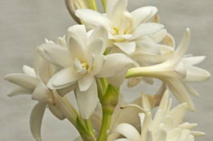 HALDER Lily Plant Price in India - Buy HALDER Lily Plant online at ...