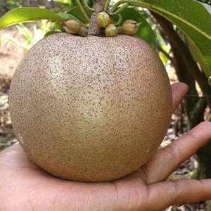 greenhousestore Chiku Plant Price in India - Buy greenhousestore Chiku ...