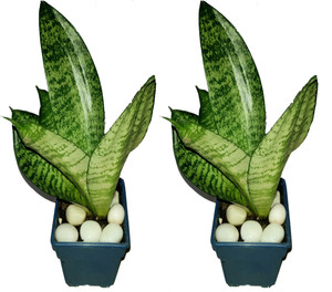 GHF Snake Plant Price in India - Buy GHF Snake Plant online at Flipkart.com