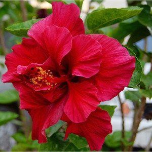 PB REBA PLANT Hibiscus Plant Price in India - Buy PB REBA PLANT ...