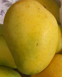 Rousal Berrys Mango Plant Price in India - Buy Rousal Berrys Mango ...