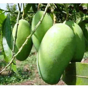Cloud Farm Mango Plant Price in India - Buy Cloud Farm Mango Plant ...