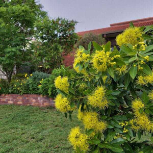 Cloud Farm Camphor Plant Price in India - Buy Cloud Farm Camphor Plant ...