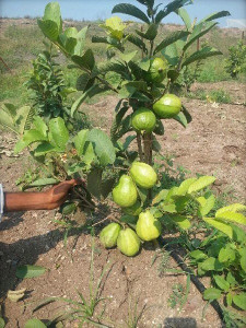 AloGardening Guava Plant Price in India - Buy AloGardening Guava Plant ...