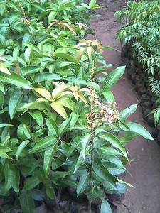 Mohomaya Mango Plant Price in India - Buy Mohomaya Mango Plant online ...