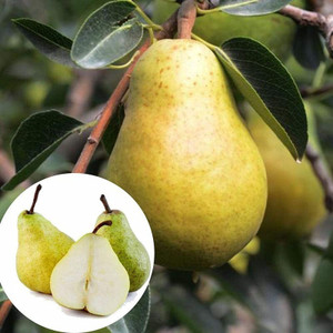 Cloud Farm Pear Plant Price in India - Buy Cloud Farm Pear Plant online ...