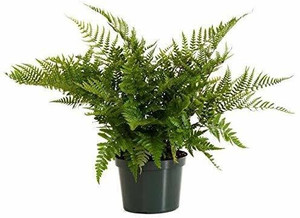 Earth Angels Fern Plant Price in India - Buy Earth Angels Fern Plant ...