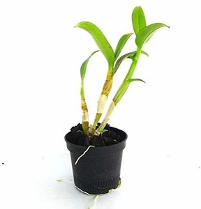 HALDER Lily Plant Price in India - Buy HALDER Lily Plant online at ...