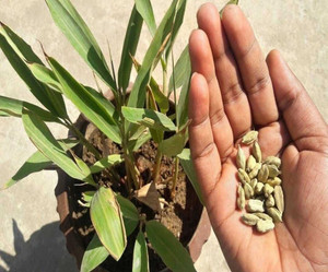 Cloud Farm Elaichi/Cardamom Plant Price in India - Buy Cloud Farm ...