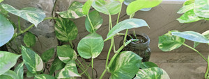 GHF Money Plant Price in India - Buy GHF Money Plant online at Flipkart.com