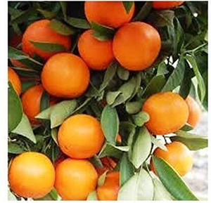 Cloud Farm Lemon Plant Price in India - Buy Cloud Farm Lemon Plant ...