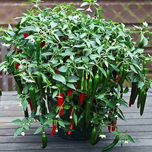 PB REBA PLANT Mirch/Chilli Plant Price in India - Buy PB REBA PLANT ...