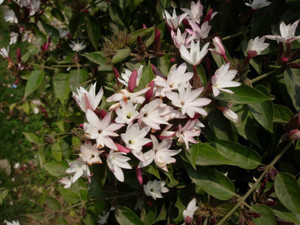 Risenshine Jasmine Plant Price in India - Buy Risenshine Jasmine Plant ...