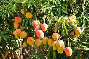 langda mango Mango Plant Price in India - Buy langda mango Mango Plant ...