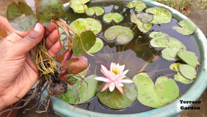 PB REBA PLANT Lotus Plant Price in India - Buy PB REBA PLANT Lotus ...