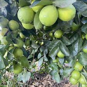 Cloud Farm Lemon Plant Price in India - Buy Cloud Farm Lemon Plant ...