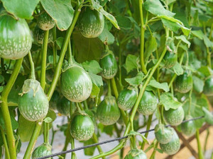 GreenyOn Brinjal Price in India - Buy GreenyOn Brinjal online at ...